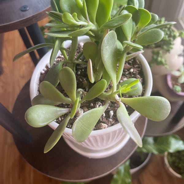 Weeping Jade, Trailing Jade, Variegated Succulent, Home Decor Plant ...