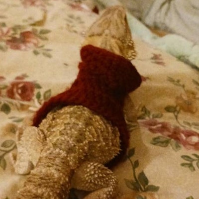 Rat Name Cage Decal for Rat Cage Custom Sign for Rat Cage Accessory for ...