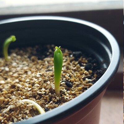 Crassula columnaris / 20 semillas Templo de Buda - Etsy España