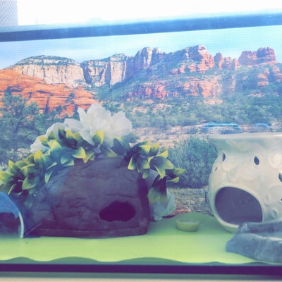 40 Gallon Red Rock Desert Background Petbackdrops Aquarium Background ...