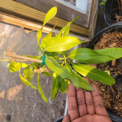 Ice Cream Dwarf Mango Tree Grafted 18 to 24 - Etsy