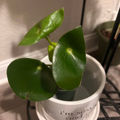 Peperomia Polybotrya Peperomia Raindrop Live Plant Rare - Etsy