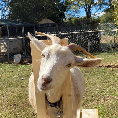 Goat Milk Stand for Pygmy and Dwarf Goats, Quality Eco Friendly Durable ...