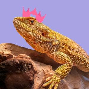 Wooden Computer Tower Stand PC Stand Wheeled Mobile CPU Stand Desktop ...