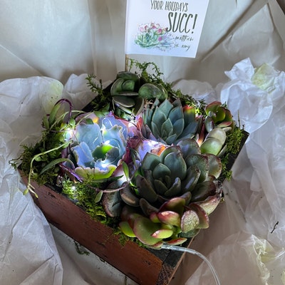 Succ-cess success You Did It Graduation Succulent Gift - Etsy