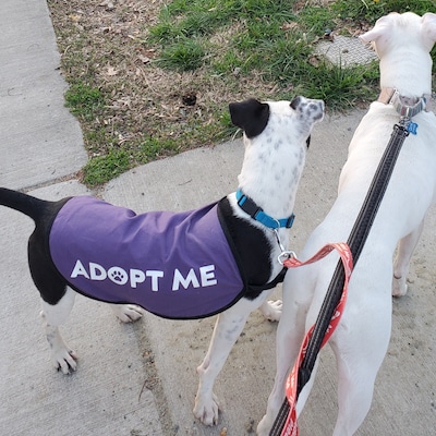 Adopt Me Dog Jacket Vest - Etsy
