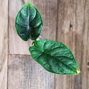 Alocasia tiny Dancer Starter Plant ALL STARTER PLANTS Require You to ...