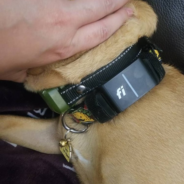 Fi Series 2 Collar Adapter - Etsy