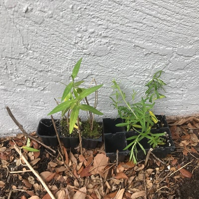 Schoenoplectus Pungens Common Threesquare Bareroot Live Plant Wetland ...