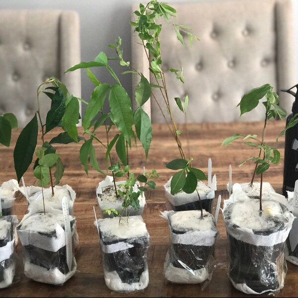 Spanish Lime Genip Guinep Ginepa Limoncillo Mamoncillo Fruit Seedling ...