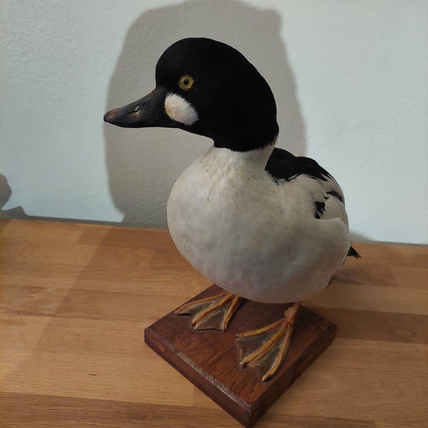 Taxidermy Bird Stuffed Bird AFRICAN SULTAN CHICKEN Porphyrio ...