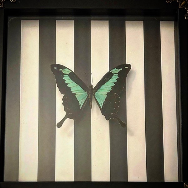 Papilio Phorcas ONE Real Butterfly Blue Green Swallowtail Swordtail ...