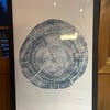 Old Ash Tree Ring Print, Tree Ring Wall Art, 24x36 Linocut Oversized ...