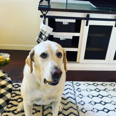 Labrador Christmas Stocking Holder - Etsy