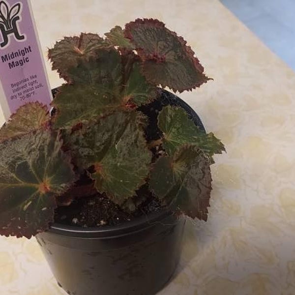 Live House Plant Bloom Fuchsia African Violet Harmony’s ‘vat Real Life ...