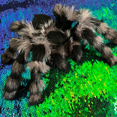 Madam Octa Spider Plush Art Doll Creature Poseable Art Toy - Etsy