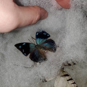 Blue Leafwing Butterfly Anaea Xenocles Spread for Your | Etsy