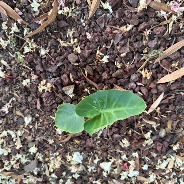 Bruce Canistel Seedling - Egg Fruit - Pouteria Campechiana - Zapote ...