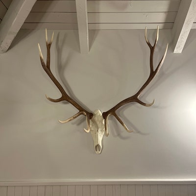 Faux European Alaskan Moose Mount - Etsy