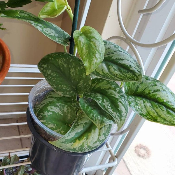 Mican Philodendron Velvet Leaf Philo Indoor & Outdoor Live Tropical ...