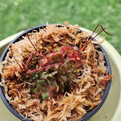 Carnivorous Spoon Leaf Sundew Drosera Spathulata Plant 3 Inch Pot - Etsy