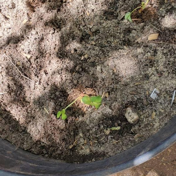 Carabao Philippine Mango Seedling Live Plant - Etsy