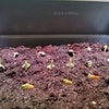Baby Blue Jade Corn, 20 Rare Seeds, Non GMO, Dwarf Heirloom, Miniature ...