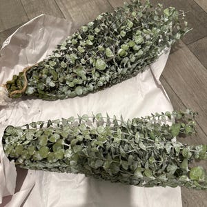 Fresh Eucalyptus Wreath 20" - Etsy