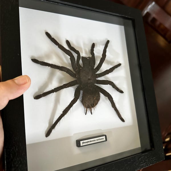Rusty-leg Tarantula - Framed in Black - Etsy