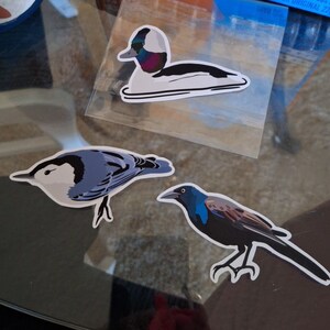 Red Tailed Hawk Sticker, Bird Sticker, Birdwatching Sticker, Birding ...