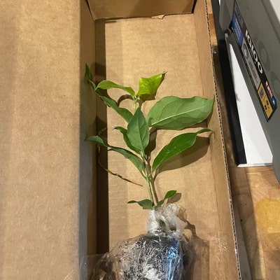 Boysenberry Plants Live Rooted Starter Plants sweet Fruit - Etsy