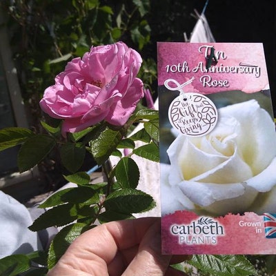 Happy Retirement Rose Bush Gift Wrapped Help A Colleague or Friend ...