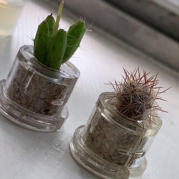Palms Cactus - Live Cacti Terrarium Flower - Cactus Miniature Living ...