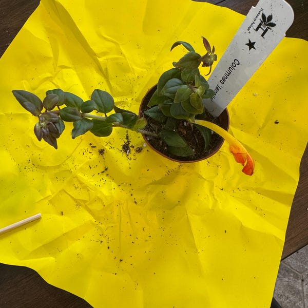Hunter's Venom African Violet Live Plant, Young Starter in a 4" Pot ...