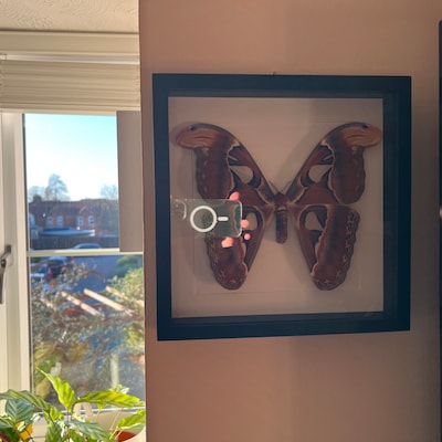 Real Atlas Moth Shadow Box Frame, Framed Attacus Atlas, Moth Taxidermy ...