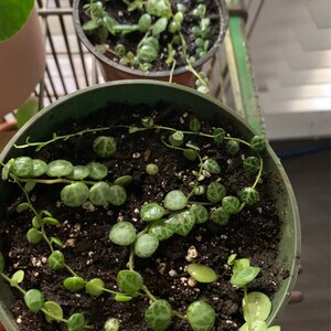 Peperomia Prostrata Turtles on a String Cuttings | Etsy