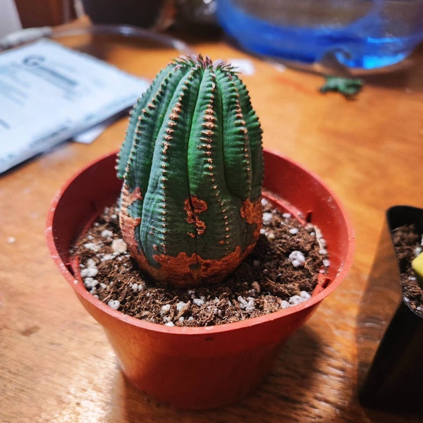 Baseball Plant, Euphorbia Obesa, Rare Plant, Cactus Cluster, Potted ...