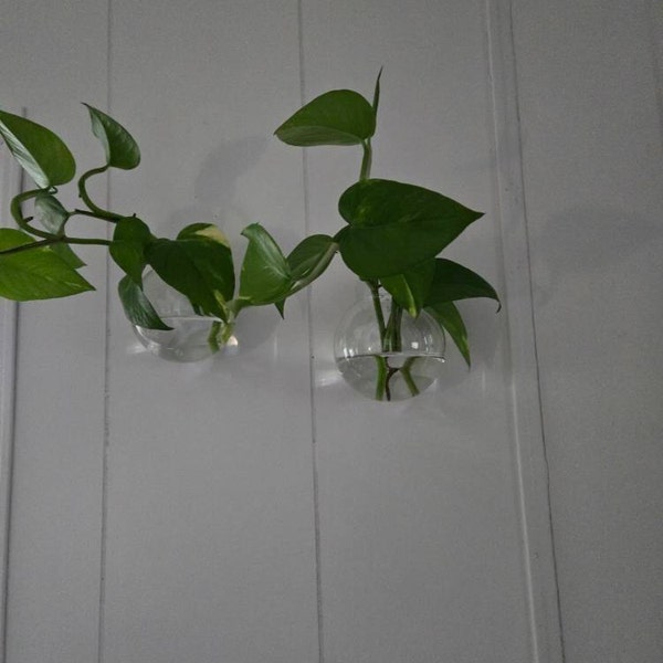 Hanging Glass Wall Planter Propagation Terrarium Vase Quick Hook - Etsy