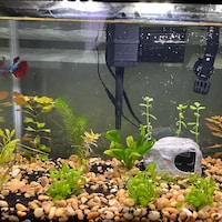 Tank One, Various Live Aquarium/aquatic/background/midground/foreground ...