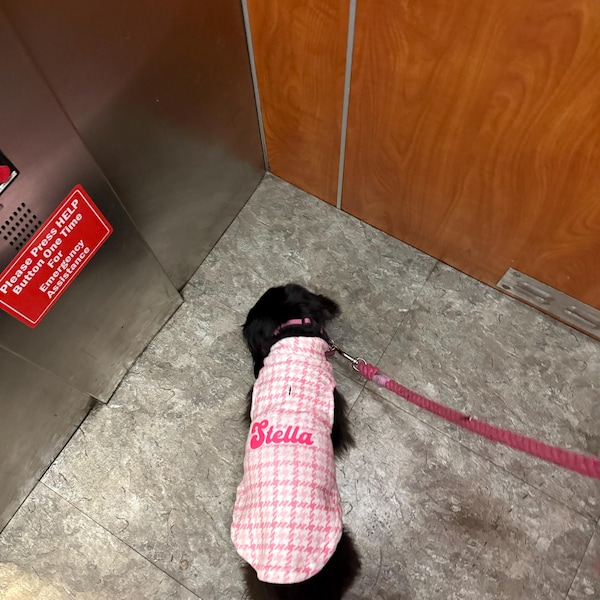 Succulent Wedding Collar | Succulent Flowers | S M L XL XXL | Flower ...