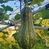 30 SEEDS Bitter Melon Momordica Charantia Bitter Gourd Melon Cundeamor ...