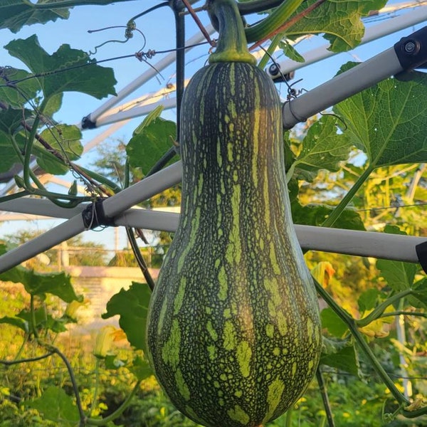 30 SEEDS Bitter Melon Momordica Charantia Bitter Gourd Melon Cundeamor ...