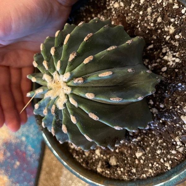 Rare Ferocactus Glaucescens Inermis Cactus, Spineless Live Plant (3 ...