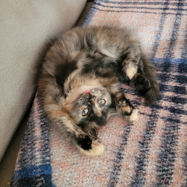 ANIMAL COMMUNICATION Reading: Psychic Pet Reading. Telepathy. Tune Into ...