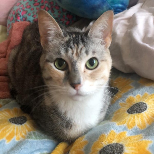 Accurate Telepathy Reading Without Tarot Cards, Same-hour Psychic Mind ...