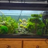 Starter Pack Live Aquarium Plant Aquatic Tropical Fish Java Moss Crypt ...
