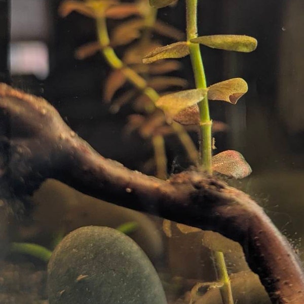 1 Bucephalandra Micro! Live Aquarium Plants! Free S/h Live Aquatic ...