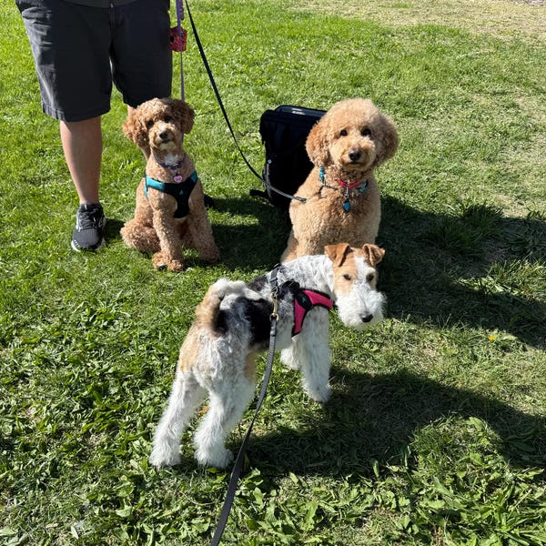 Standard 5 Foot Dog Leash: 1/2" Waterproof Biothane With Custom Colors ...