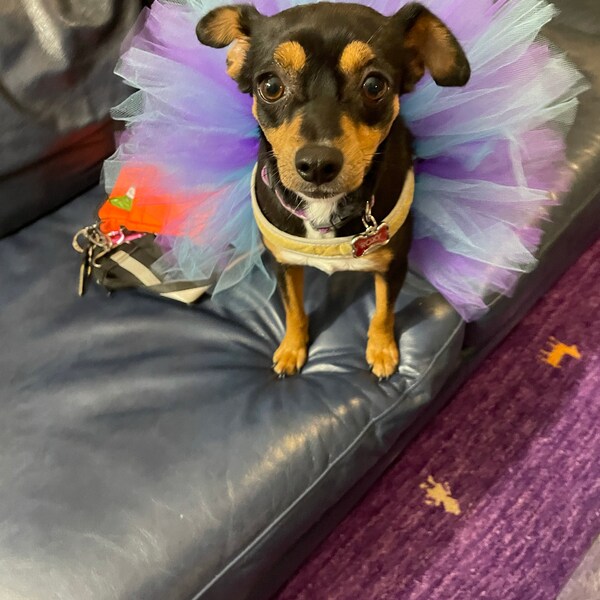 Dog Tutu: TURQUOISE BLUE & PURPLE Small / Medium / Large / Xlarge Dog ...