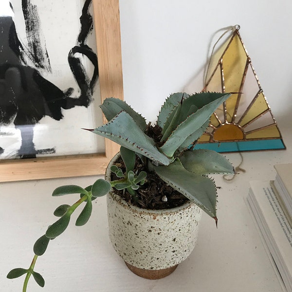 Digital Pattern Luna Moth Panel, Stained Glass Pattern Download, Luna Moth Pattern, Luna Moth ...